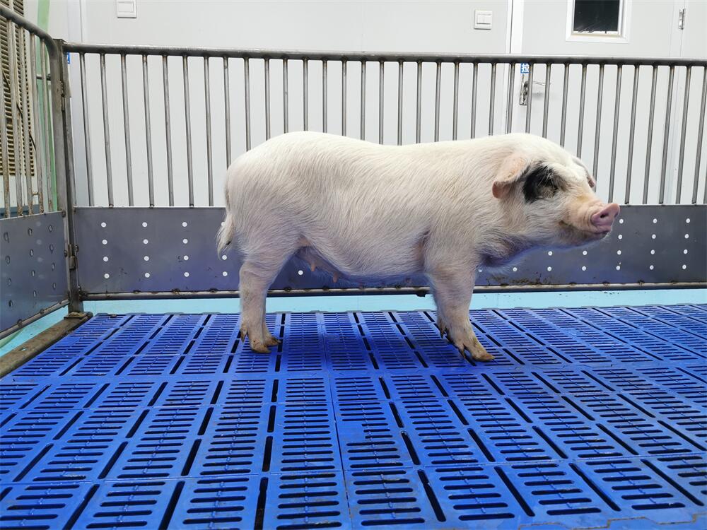 SPF荣昌猪质量控制技术 | 生猪技术创新中心(重庆)